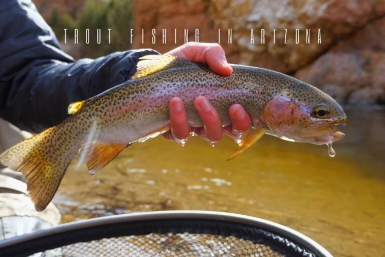 8 Best Places for Fly Fishing in Arizona - Where to Fish AZ